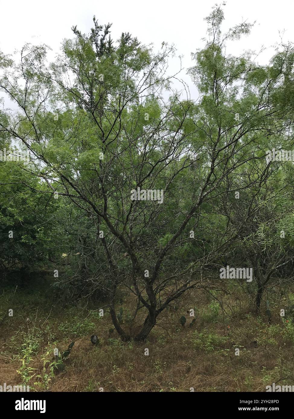 honey mesquite (Neltuma glandulosa Stock Photo - Alamy