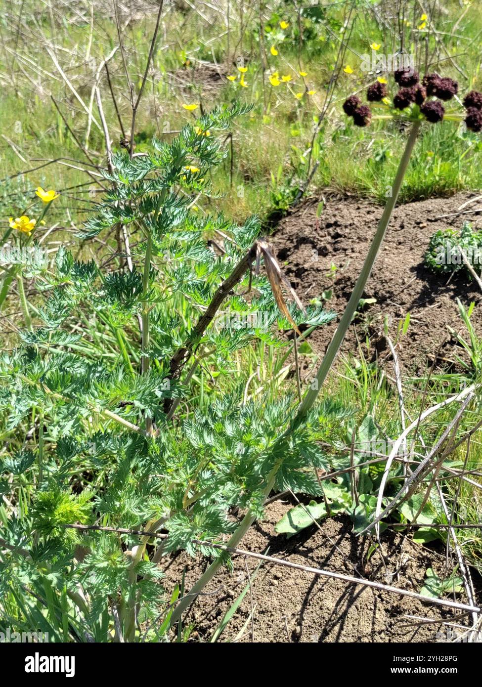 Fernleaf Biscuitroot (Lomatium dissectum Stock Photo - Alamy