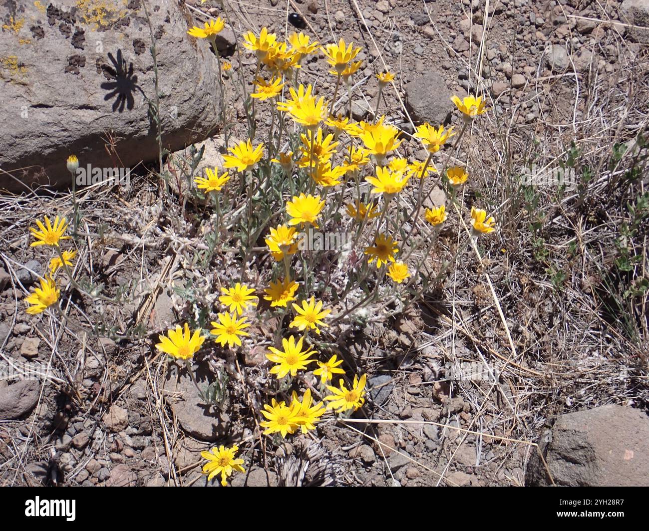 common woolly sunflower (Eriophyllum lanatum Stock Photo - Alamy