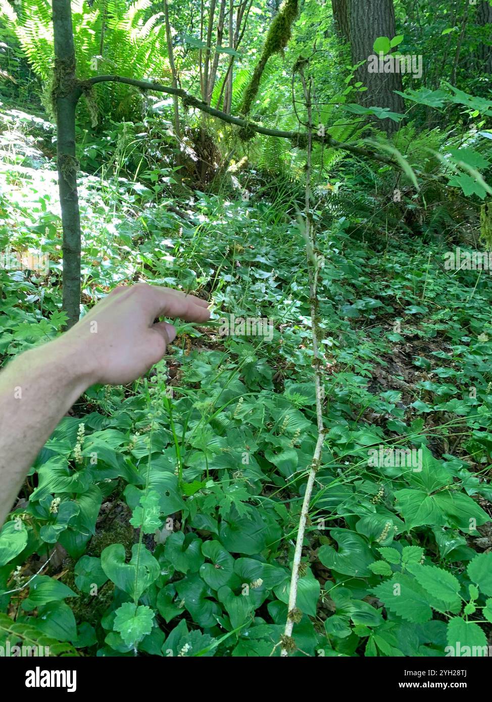 Alaska Oniongrass (Melica subulata Stock Photo - Alamy