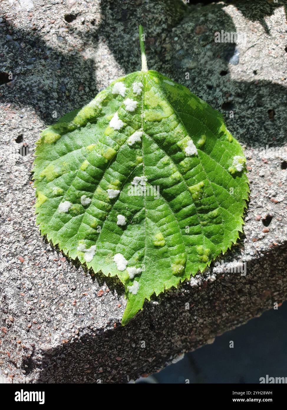 Felt gall mite hi-res stock photography and images - Alamy