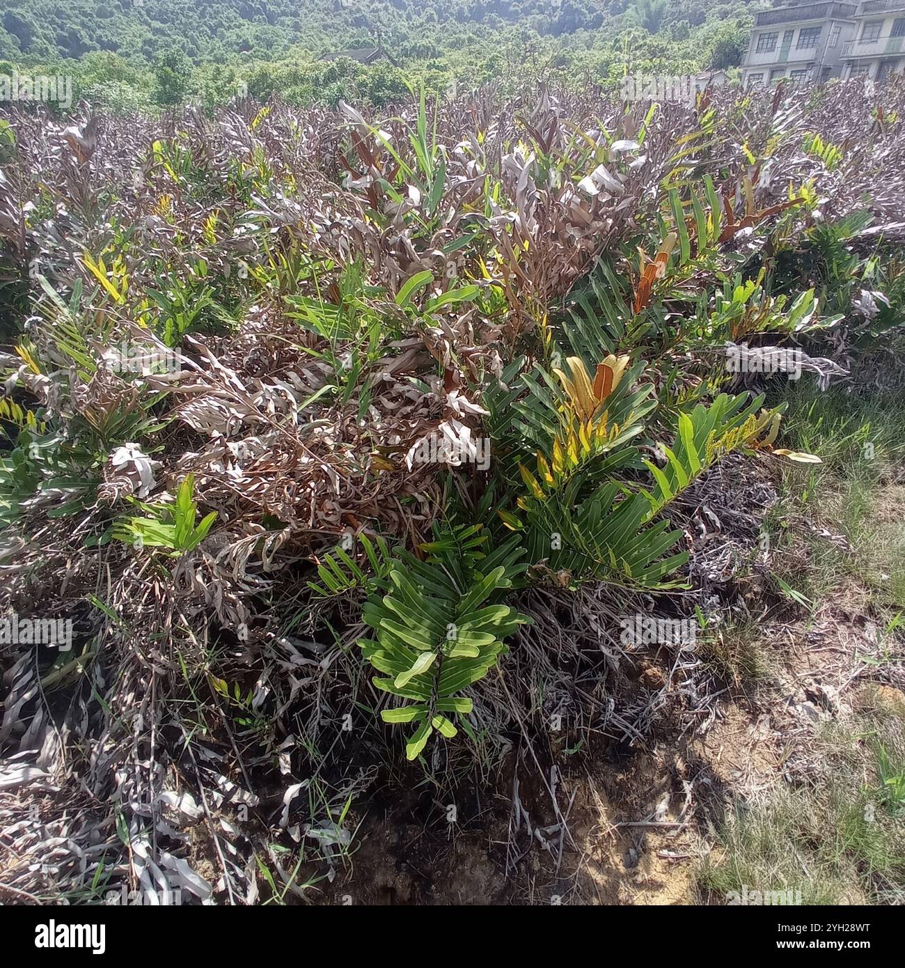 Golden Leather Fern (Acrostichum aureum Stock Photo - Alamy