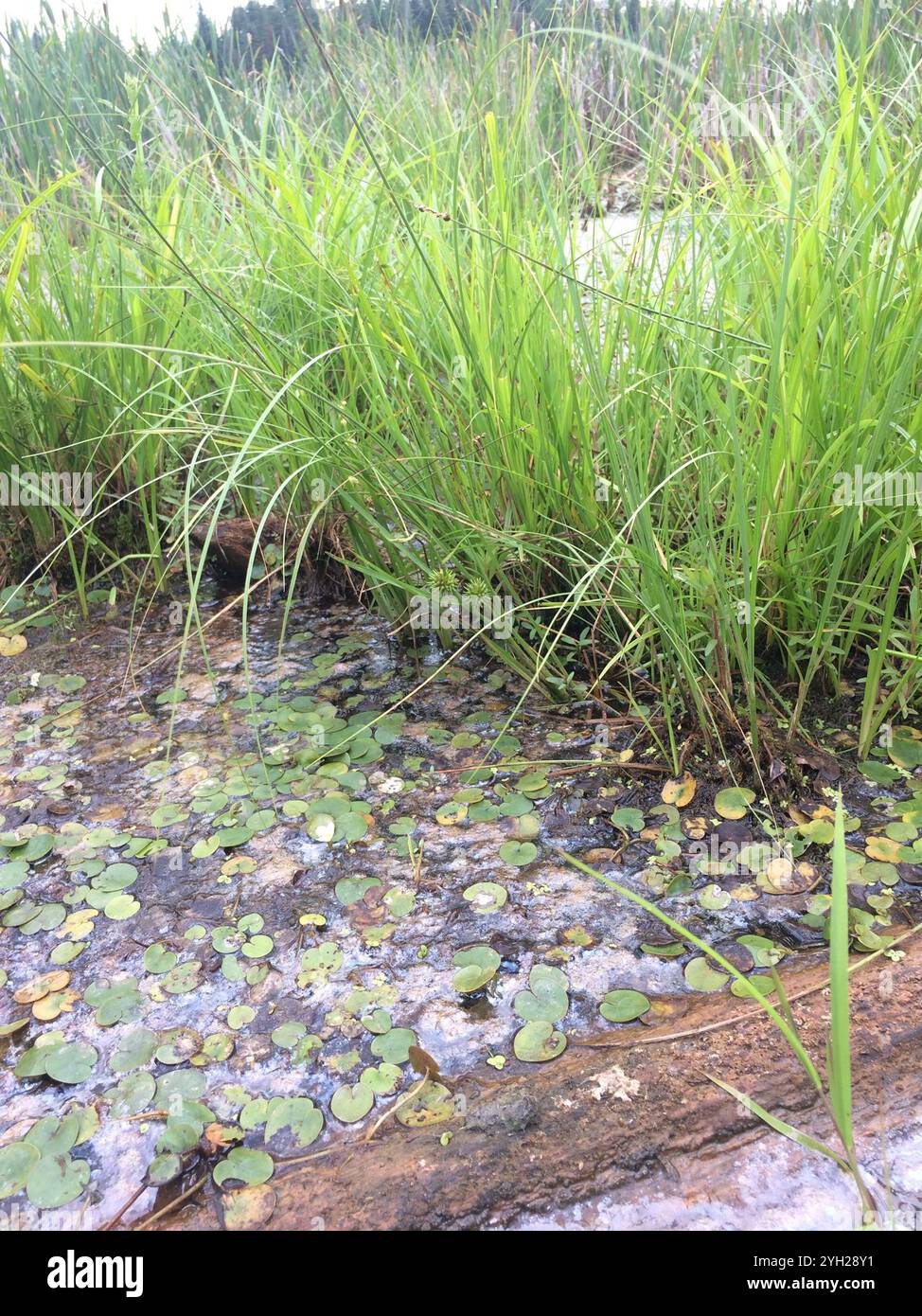 Sparganium emersum hi-res stock photography and images - Alamy