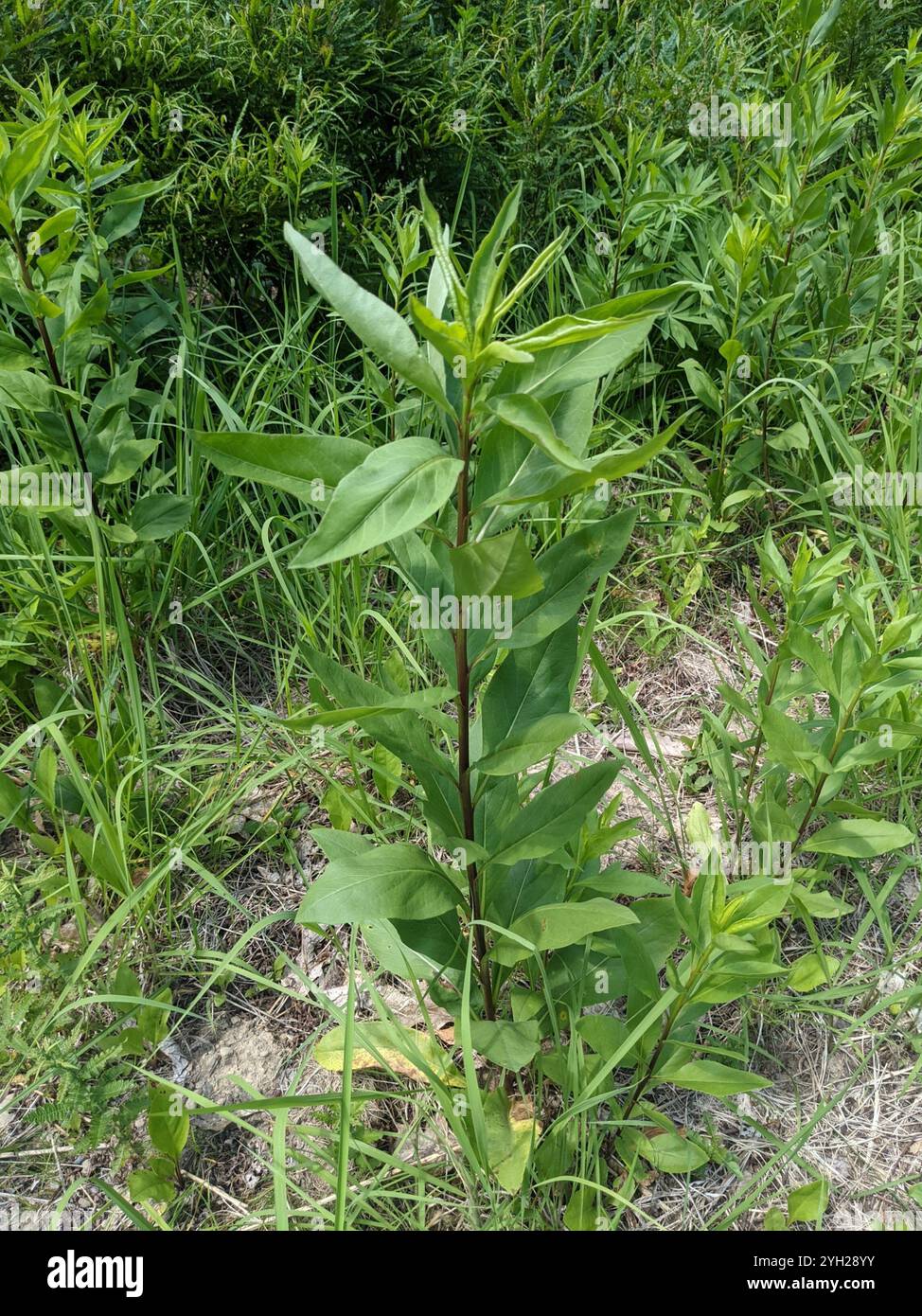 asters and allies (Astereae Stock Photo - Alamy