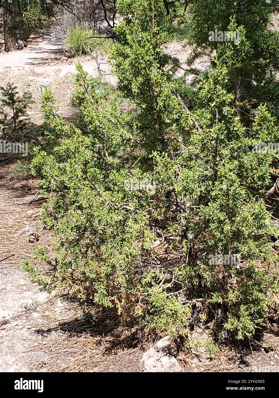One-seed Juniper (Juniperus monosperma Stock Photo - Alamy