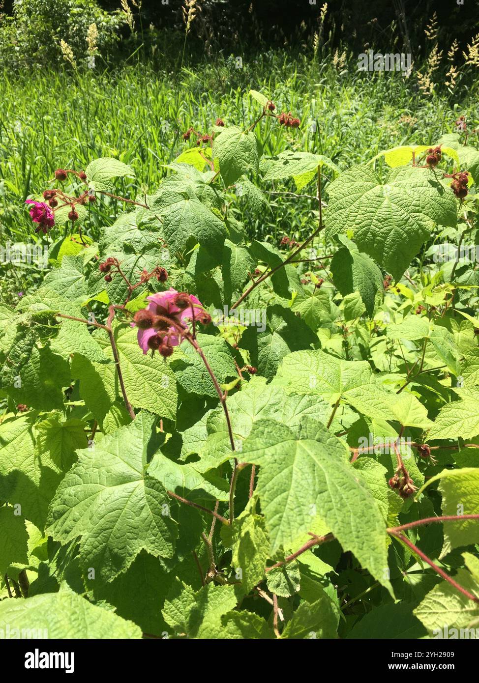 purple-flowered raspberry (Rubus odoratus Stock Photo - Alamy