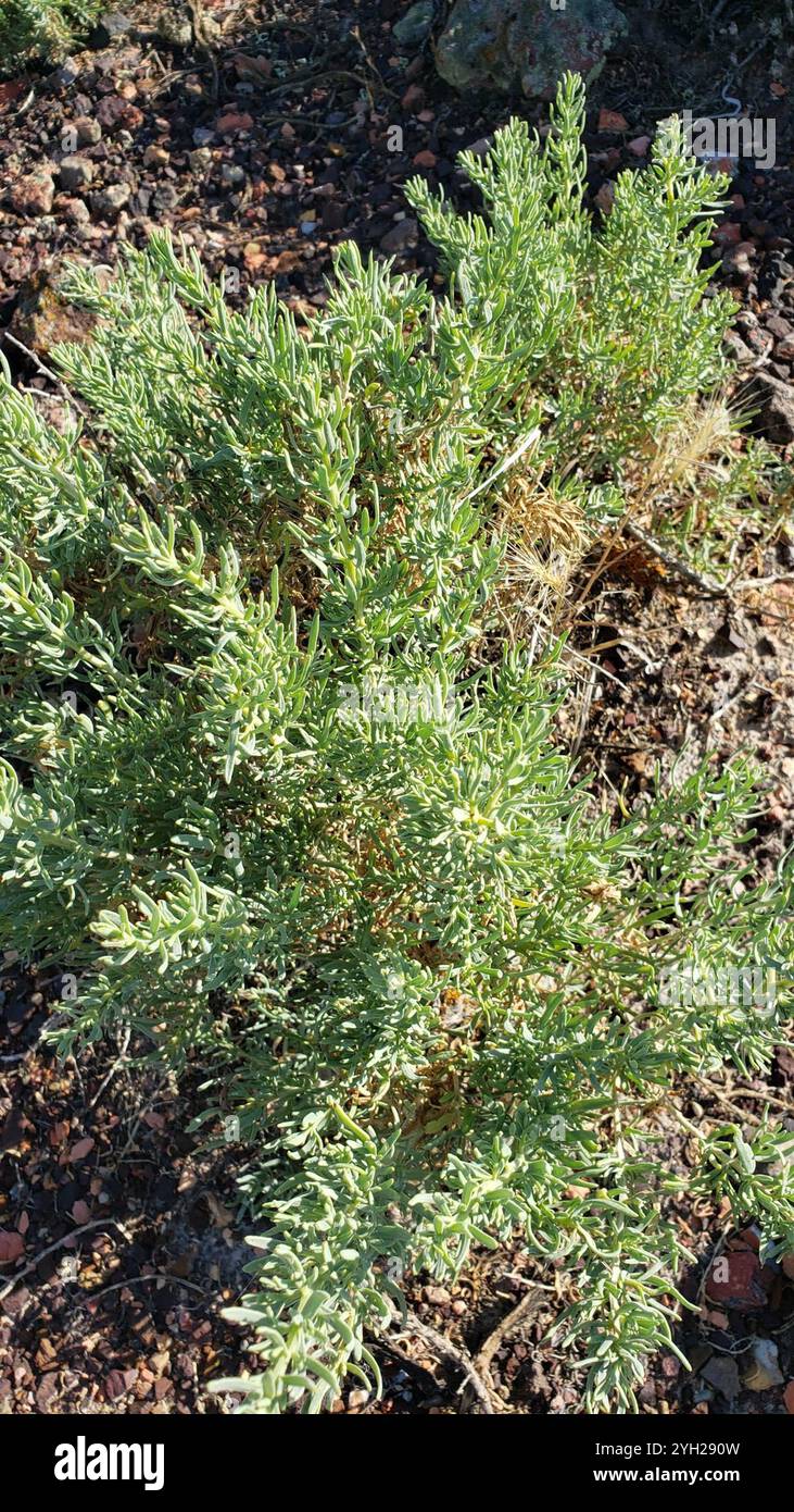 Greasewood (Sarcobatus vermiculatus Stock Photo - Alamy