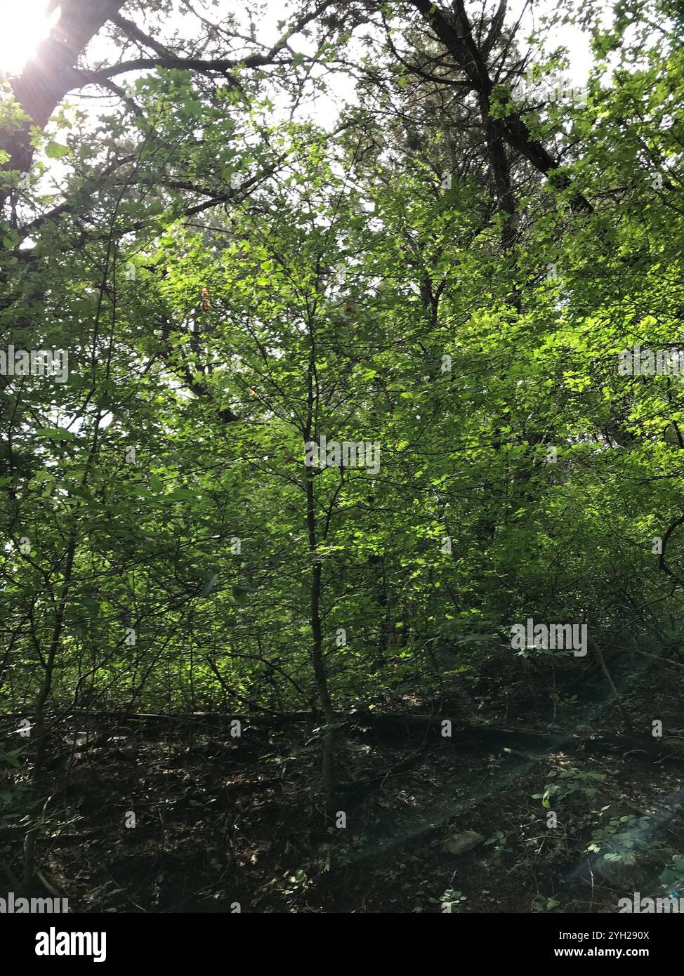 bigtooth maple (Acer grandidentatum Stock Photo - Alamy