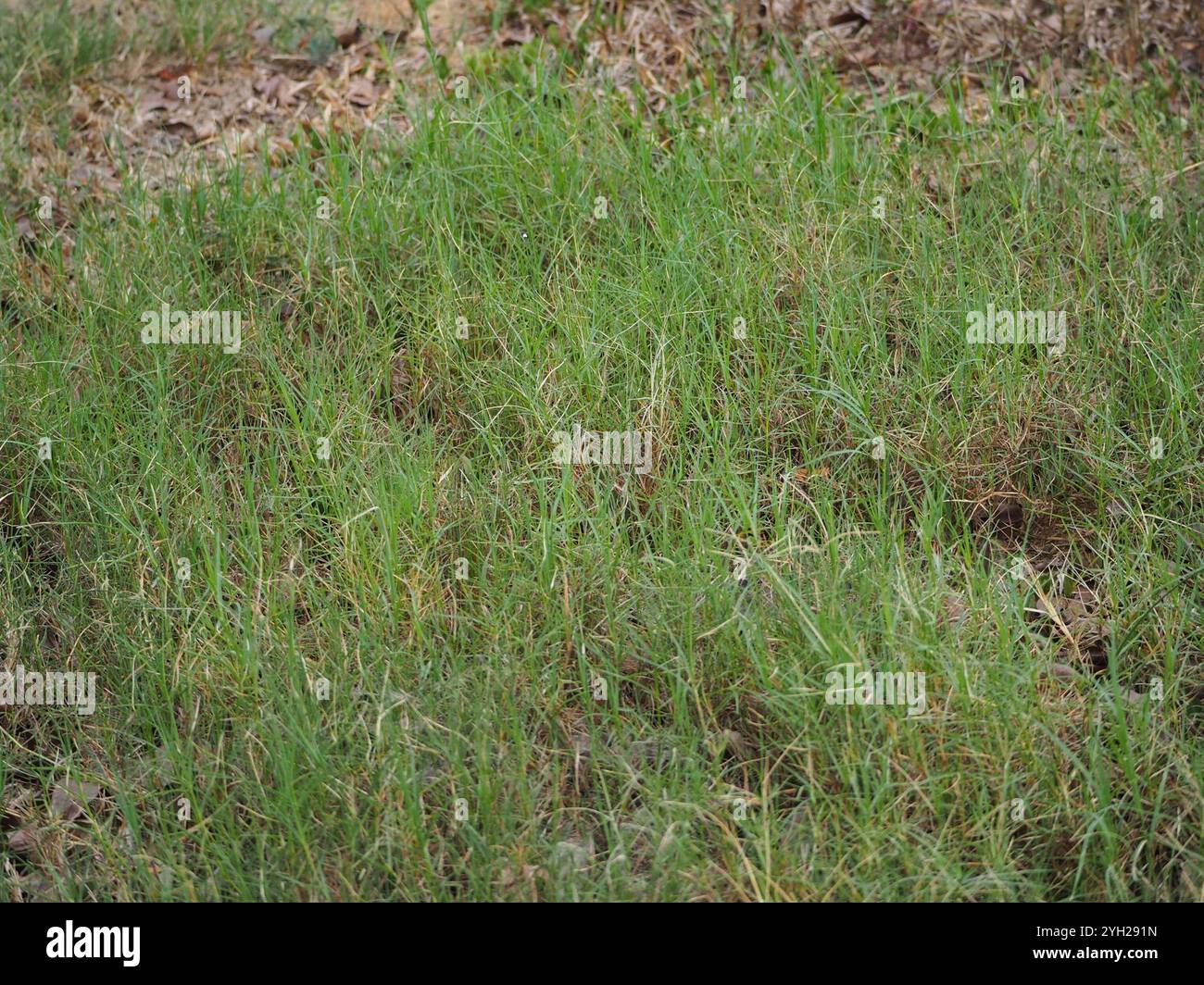 Bermuda grass (Cynodon dactylon Stock Photo - Alamy