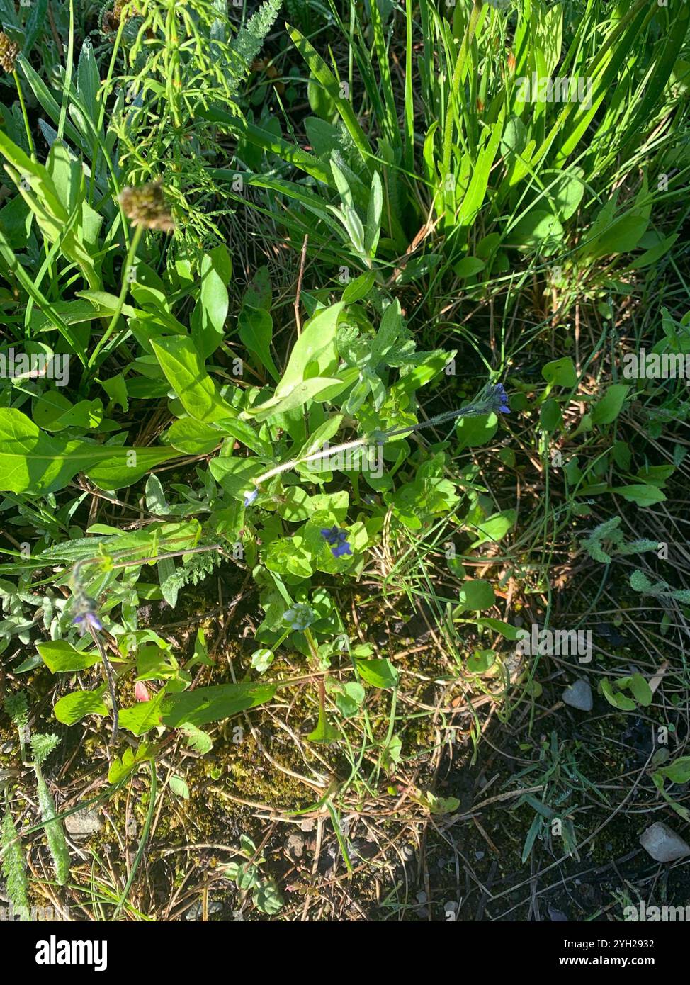 American alpine speedwell (Veronica wormskjoldii Stock Photo - Alamy