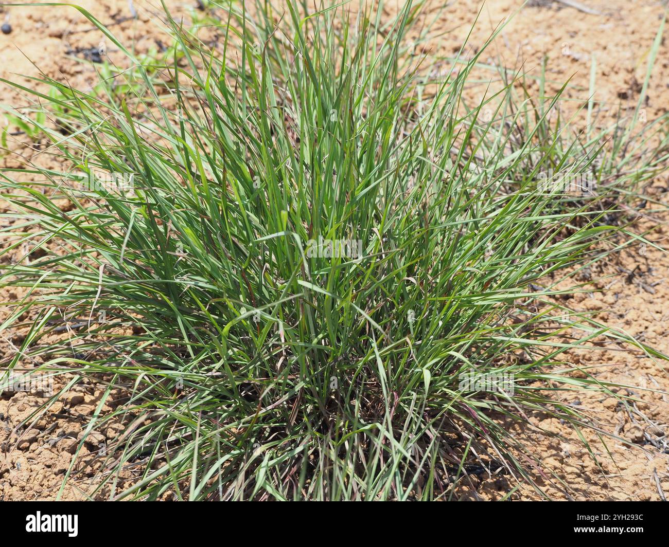 Megathyrsus maximus hi-res stock photography and images - Alamy