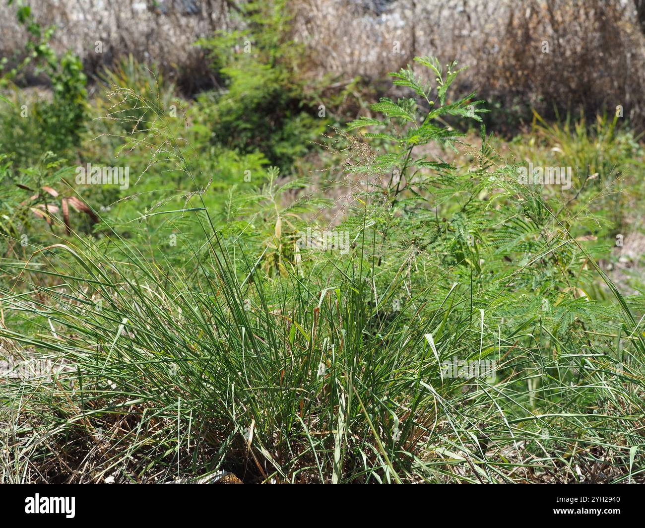 guinea grass (Megathyrsus maximus Stock Photo - Alamy