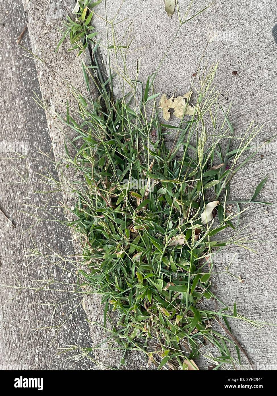 Hairy Crabgrass (Digitaria sanguinalis Stock Photo - Alamy