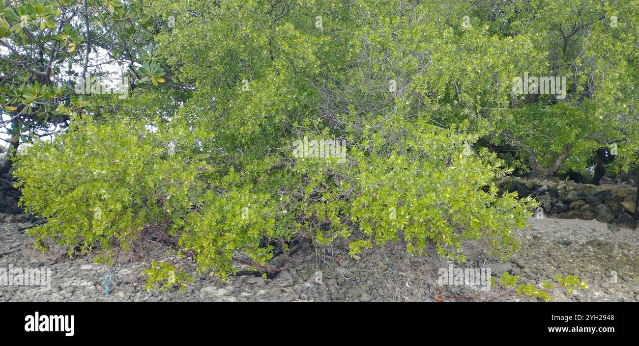 Pemphis hi-res stock photography and images - Alamy