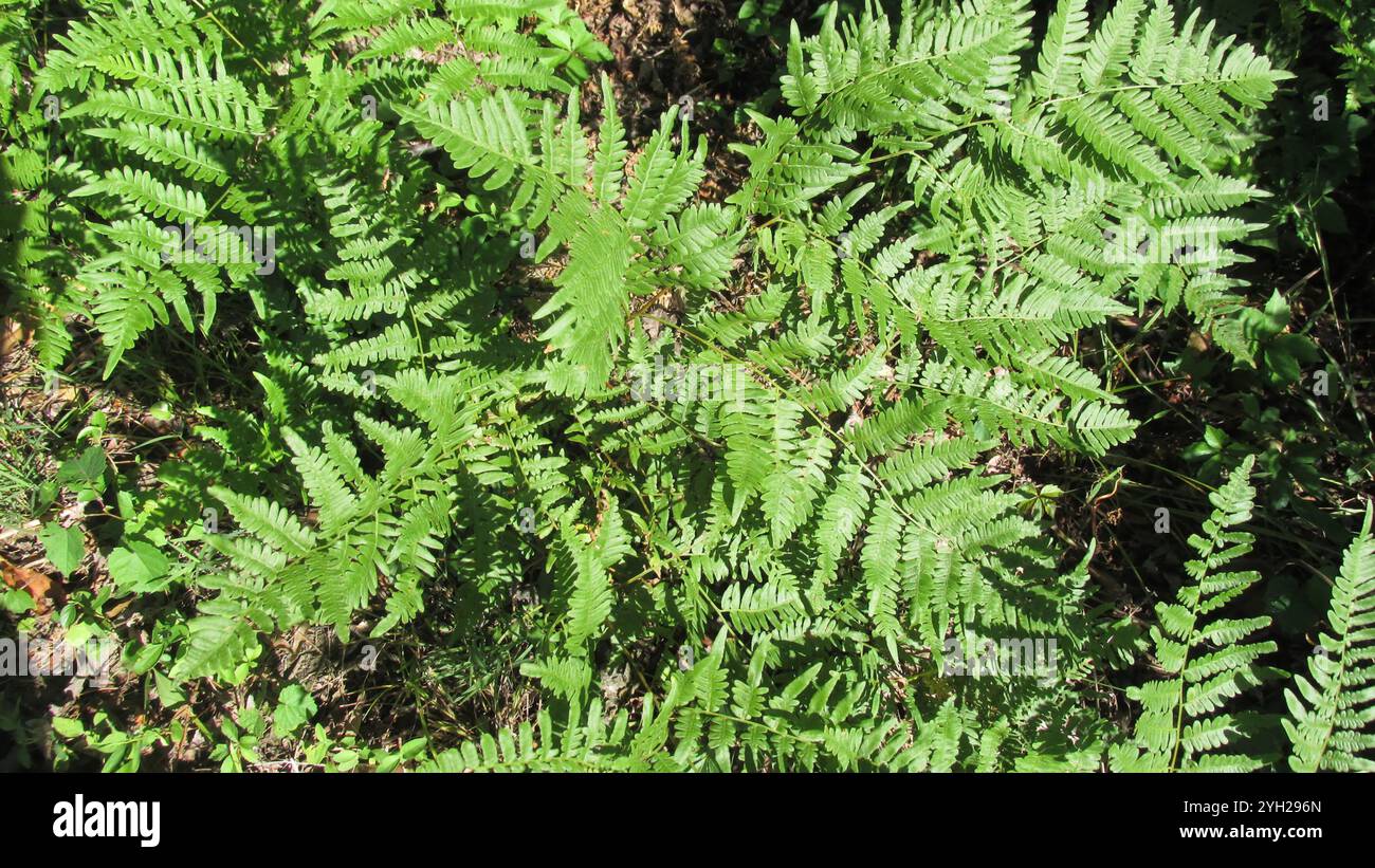 common bracken (Pteridium aquilinum Stock Photo - Alamy