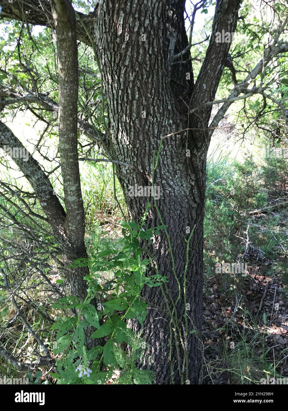 southern live oak (Quercus virginiana Stock Photo - Alamy