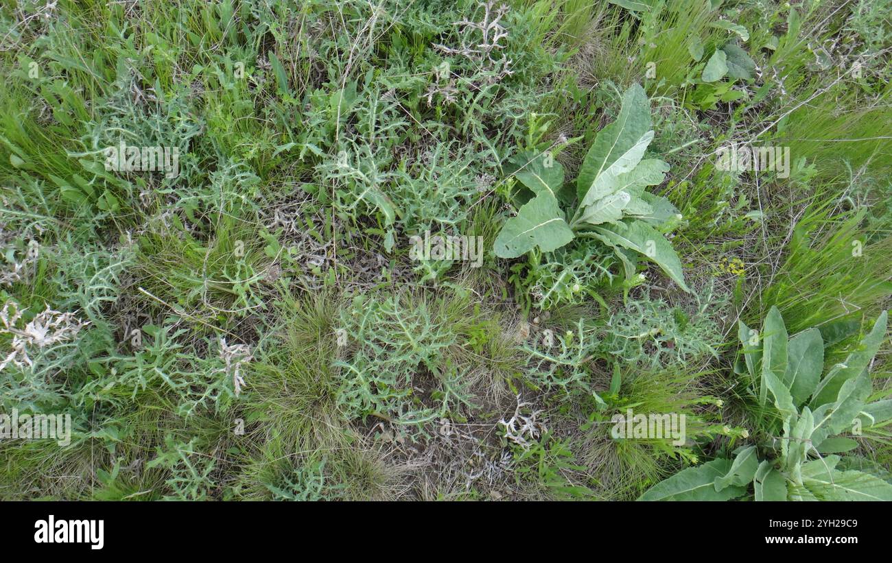 Field Eryngo (Eryngium campestre Stock Photo - Alamy