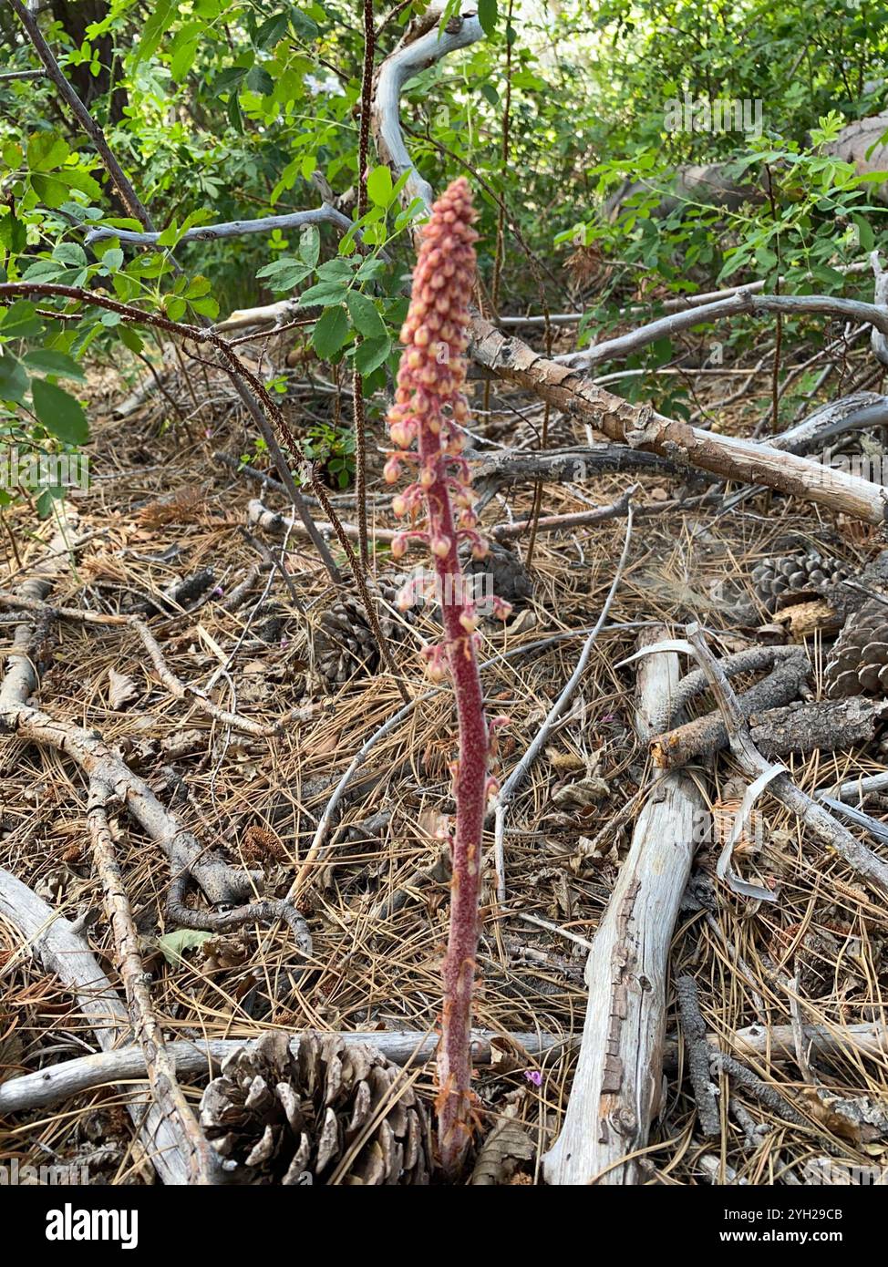 woodland pinedrops (Pterospora andromedea Stock Photo - Alamy