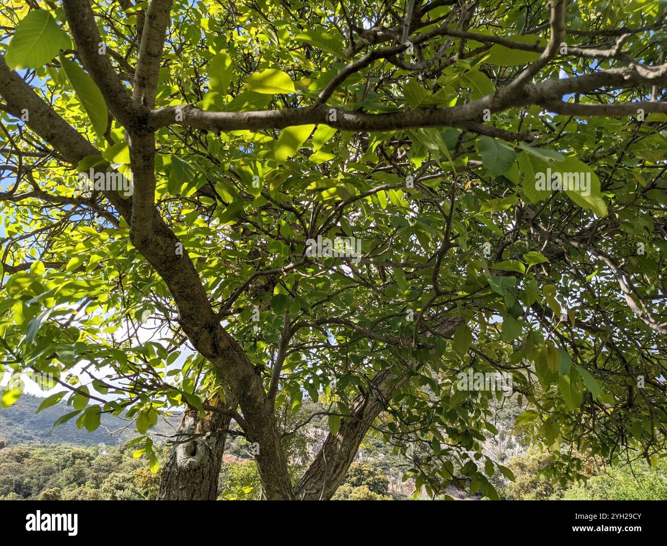 Persian walnut (Juglans regia Stock Photo - Alamy