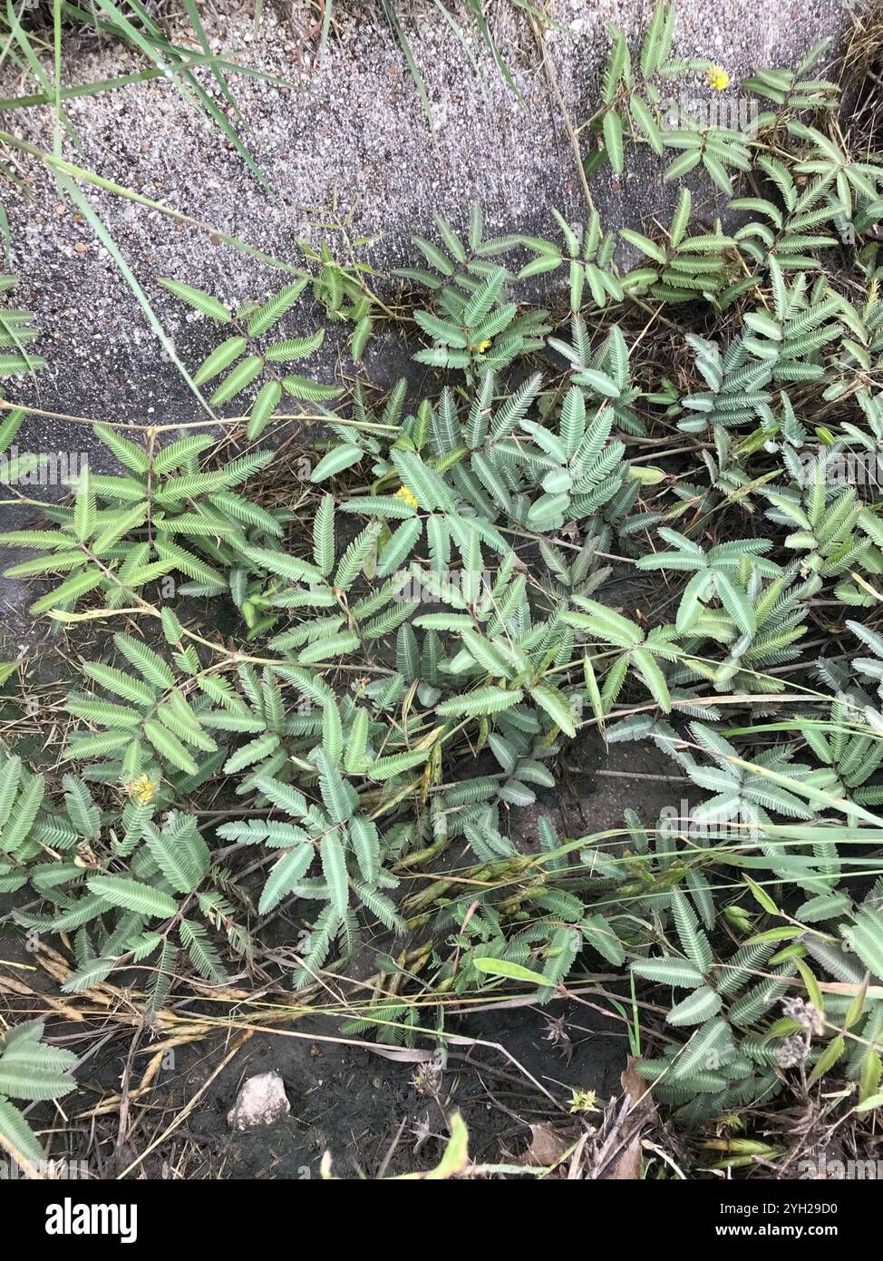 Tropical puff (Neptunia pubescens Stock Photo - Alamy