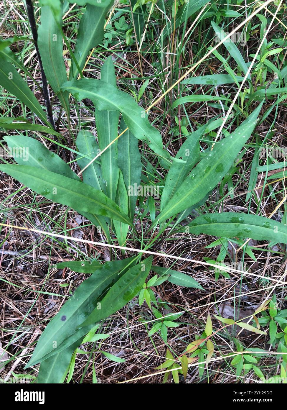 Appalachian blazing star hi-res stock photography and images - Alamy