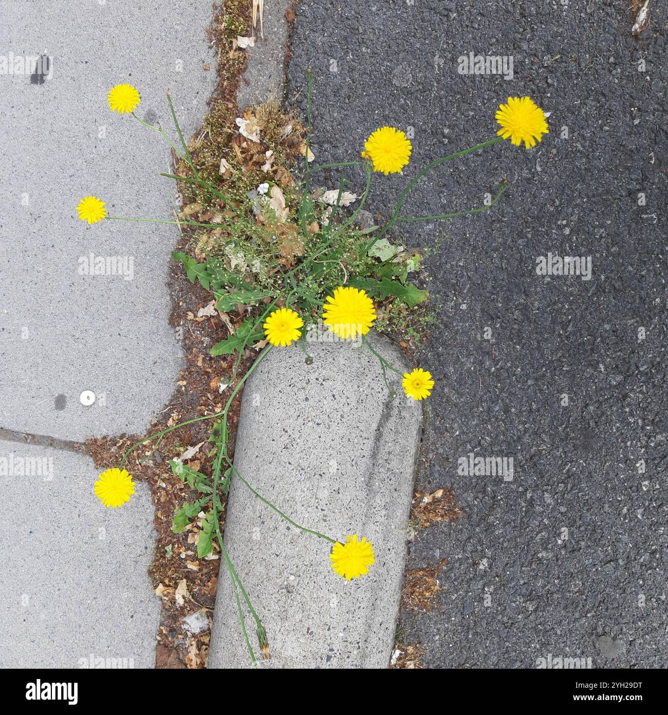 Common Cat's-ear (Hypochaeris radicata Stock Photo - Alamy