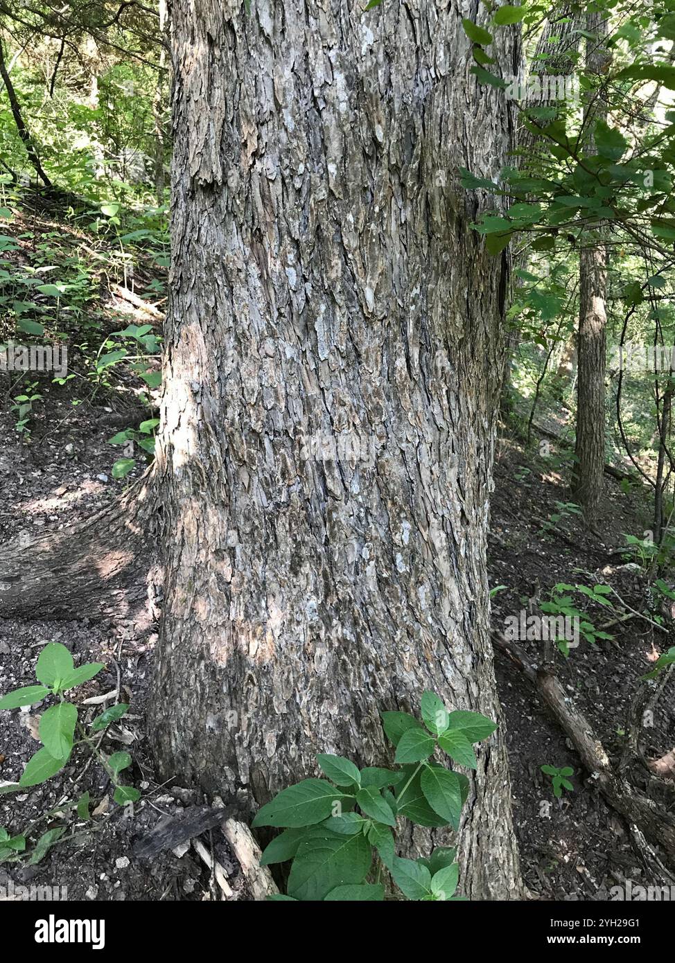 Cedar Elm (Ulmus crassifolia Stock Photo - Alamy