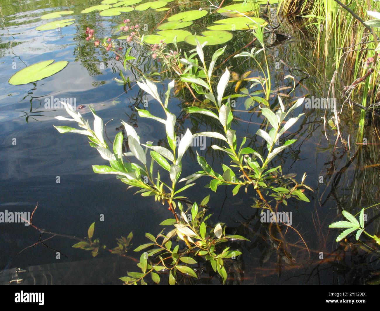 Downy Willow (Salix lapponum Stock Photo - Alamy