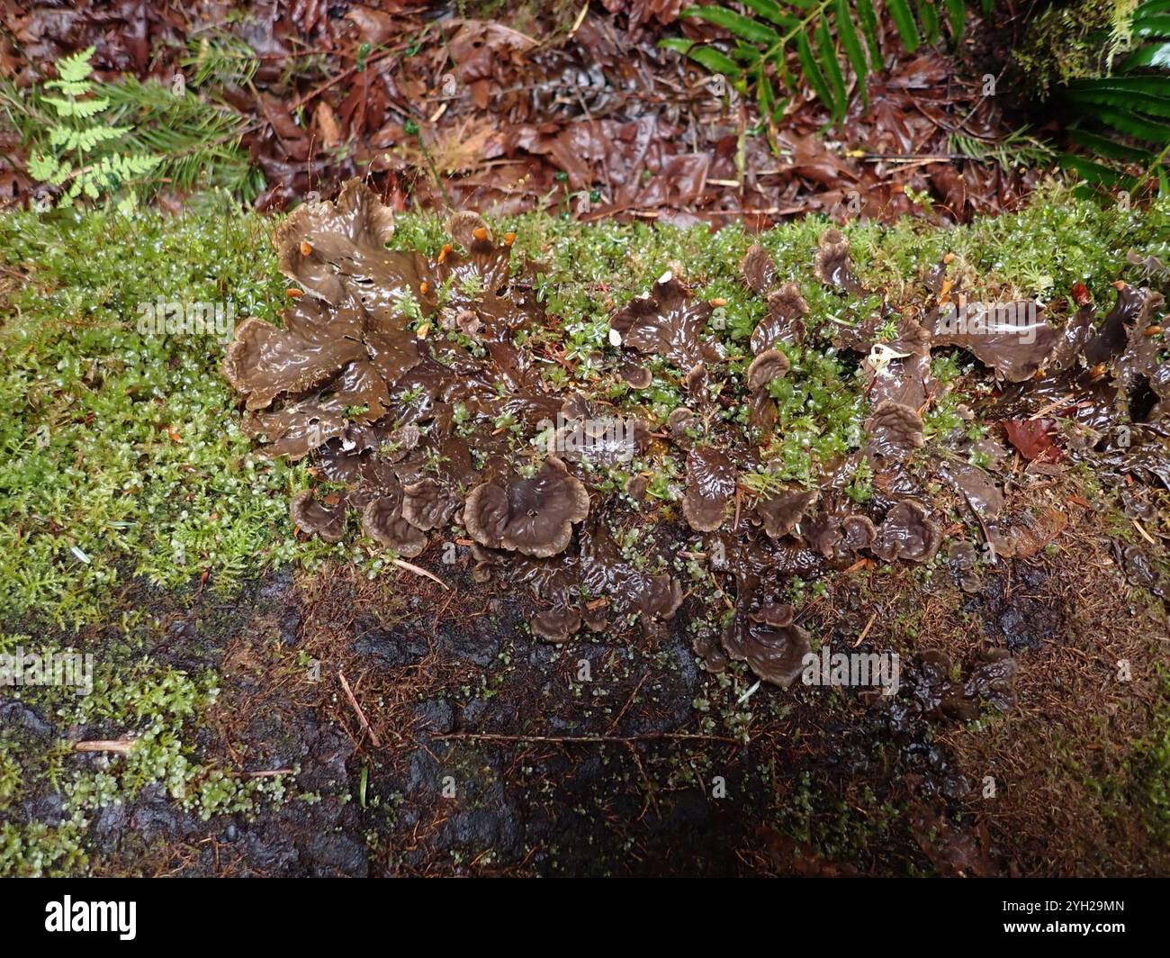 membranous pelt lichen (Peltigera membranacea Stock Photo - Alamy