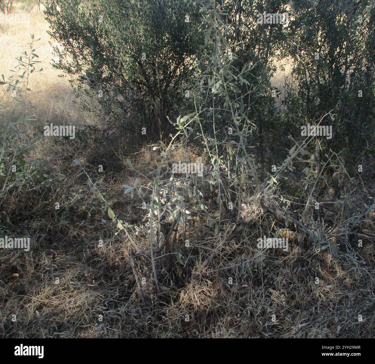 Wild Camphorbush (Tarchonanthus camphoratus Stock Photo - Alamy