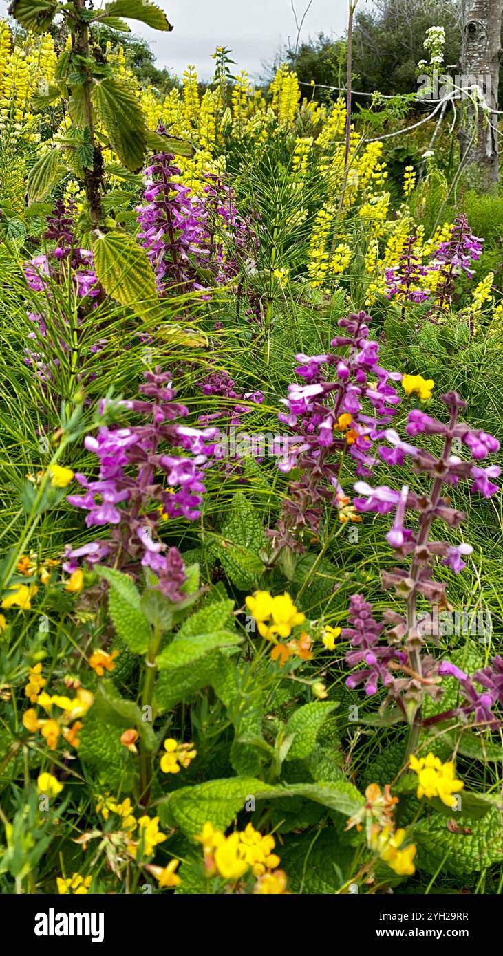 Coastal hedge nettle hi-res stock photography and images - Alamy