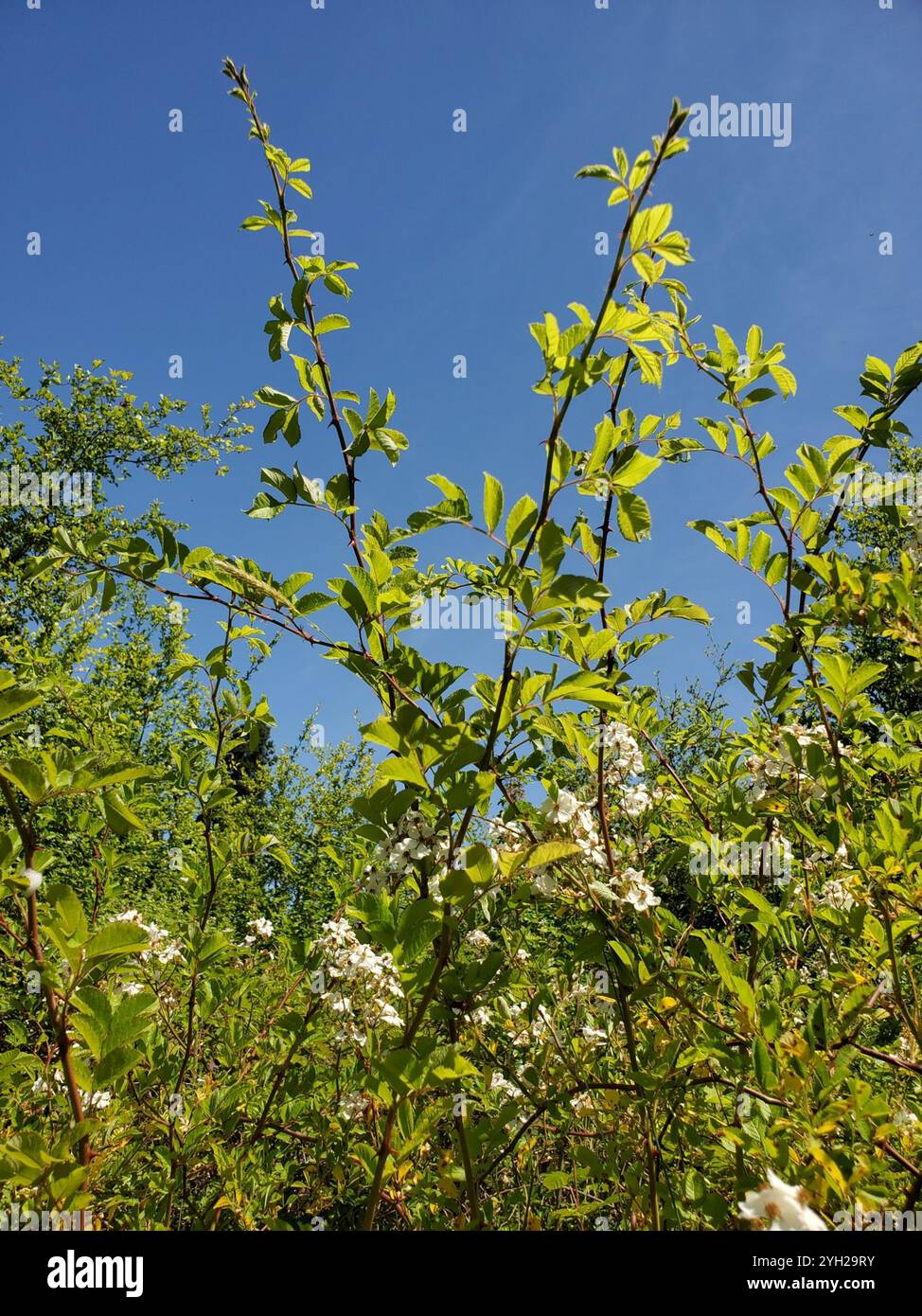 multiflora rose (Rosa multiflora Stock Photo - Alamy