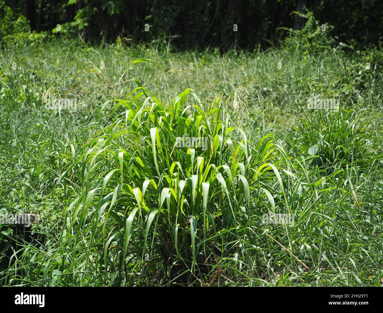 Wild Sorghum (Sorghum bicolor verticilliflorum Stock Photo - Alamy