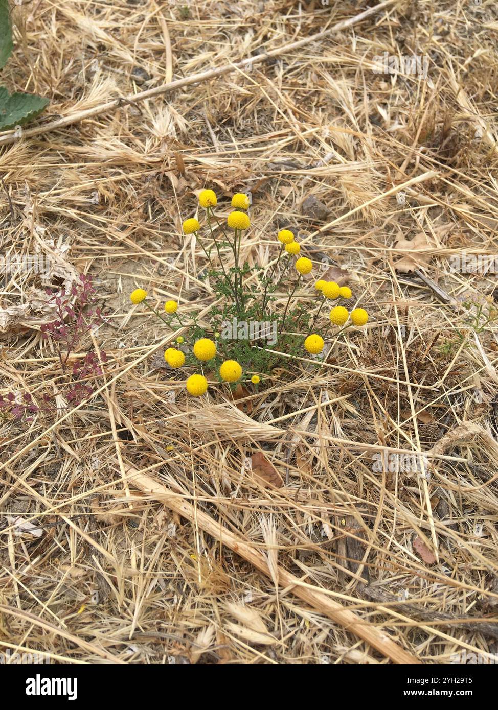 stinknet (Oncosiphon pilulifer Stock Photo - Alamy