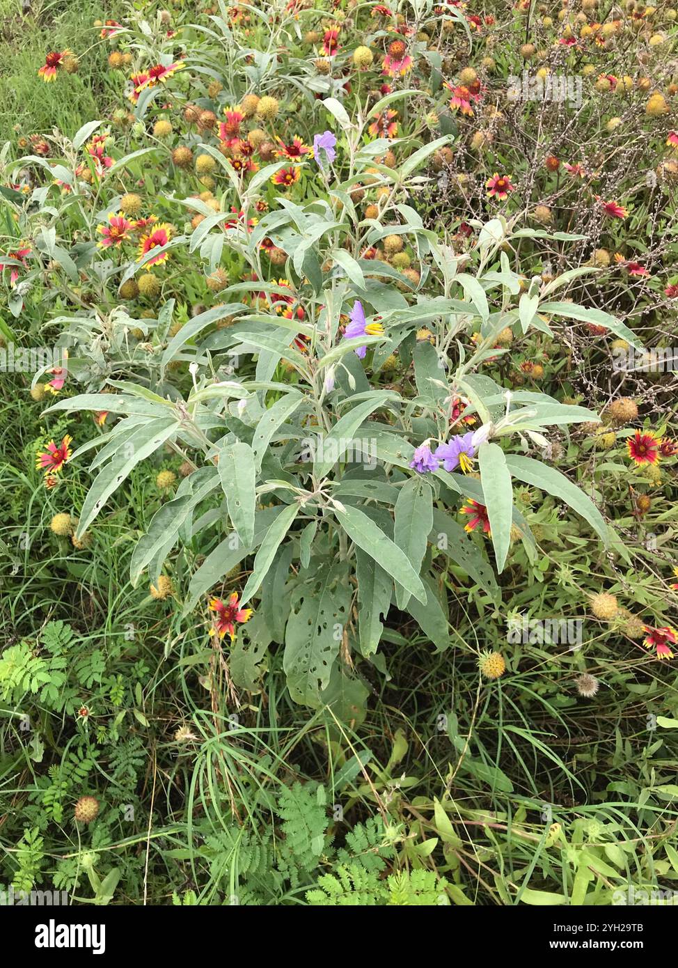 silverleaf nightshade (Solanum elaeagnifolium Stock Photo - Alamy