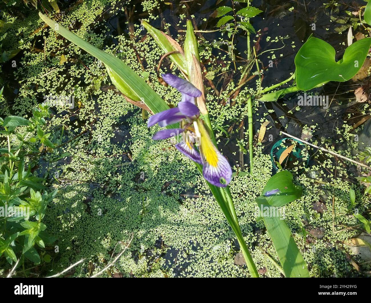 southern blue flag (Iris virginica Stock Photo - Alamy