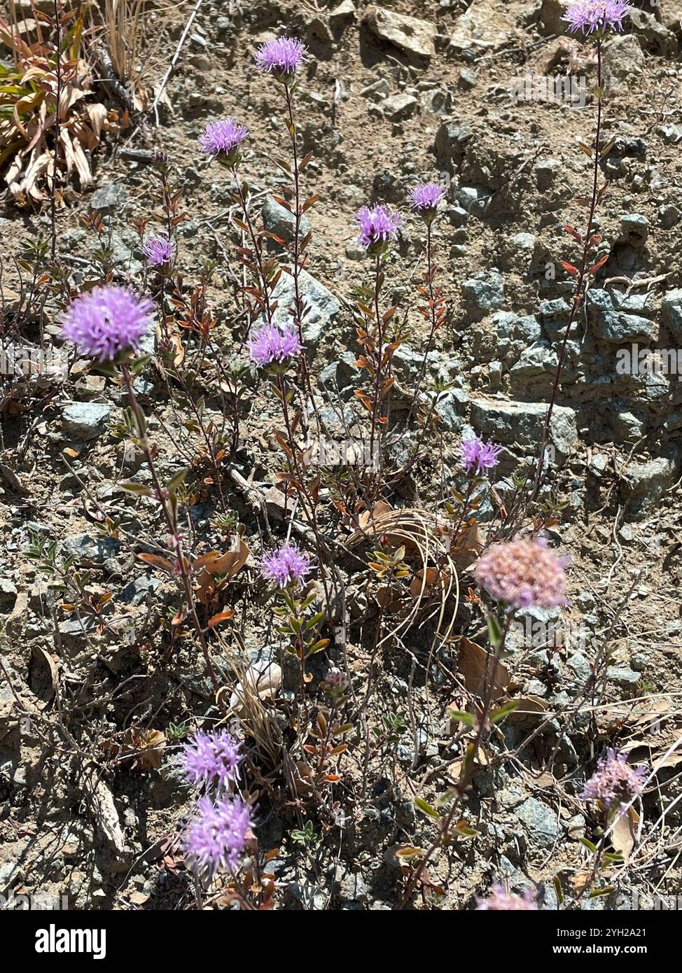 Coyote mint hi-res stock photography and images - Alamy