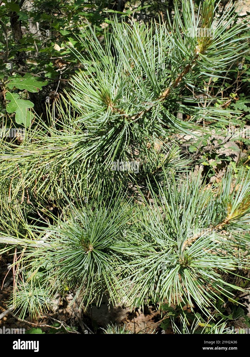 Border Pine (Pinus reflexa Stock Photo - Alamy