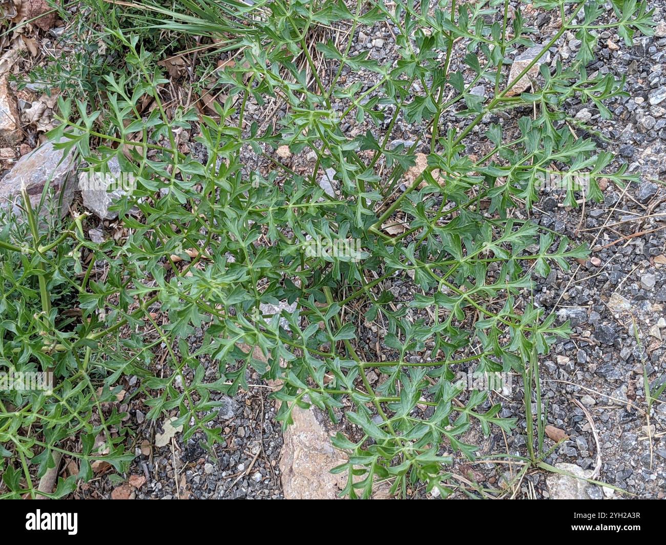 Laserpitium sermountain hi-res stock photography and images - Alamy
