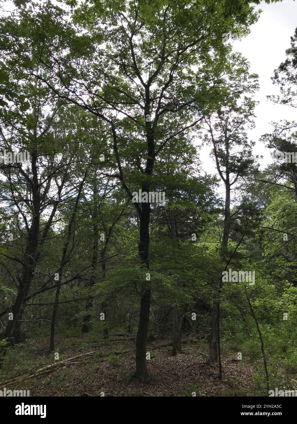 bigtooth maple (Acer grandidentatum Stock Photo - Alamy