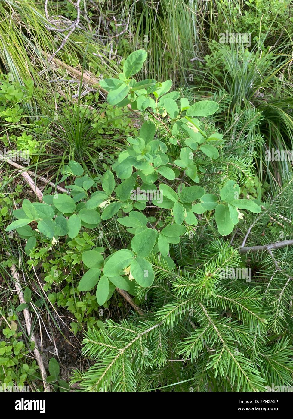 Utah Honeysuckle (Lonicera utahensis Stock Photo - Alamy