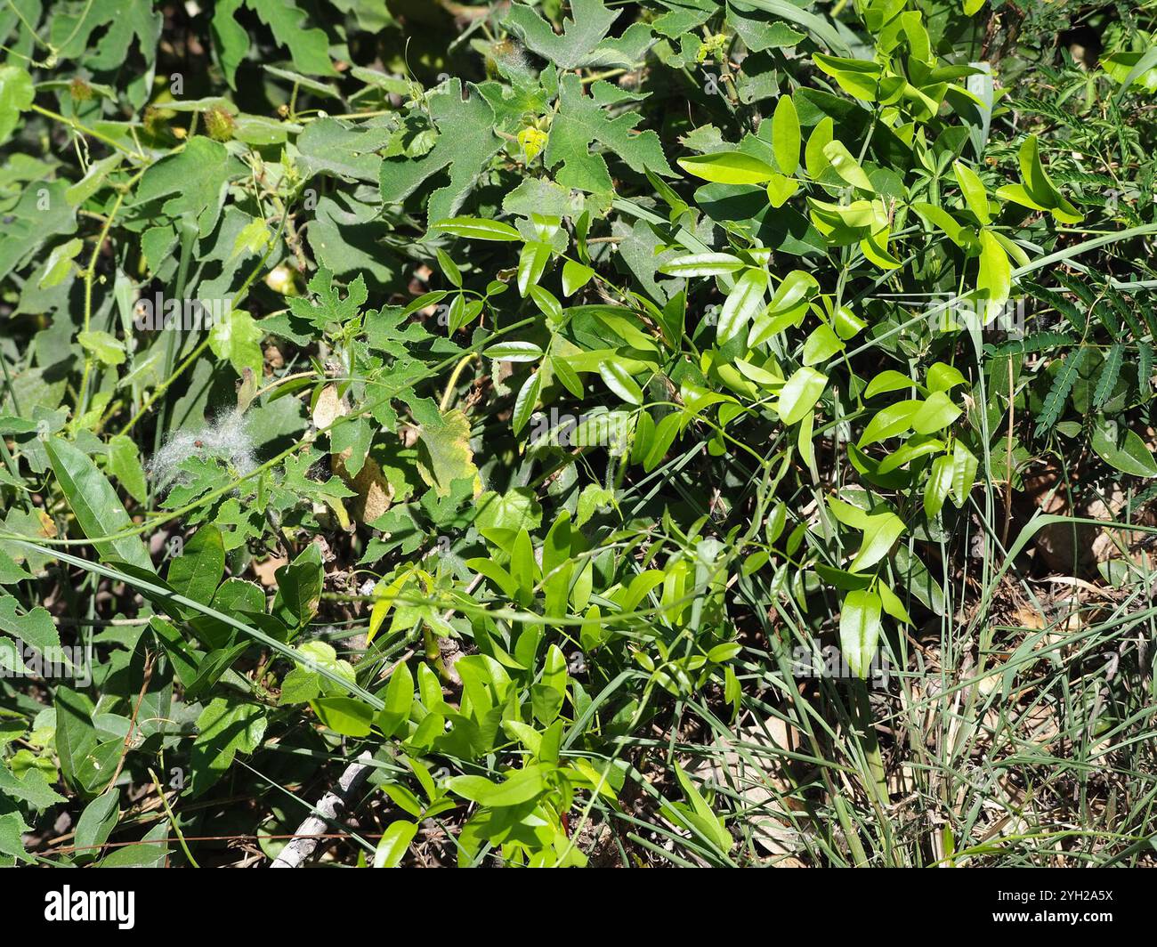Evergreen Wisteria (Wisteriopsis reticulata Stock Photo - Alamy