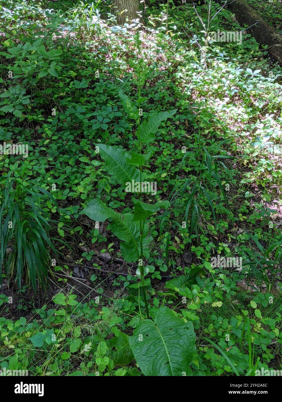 tall dock (Rumex altissimus Stock Photo - Alamy