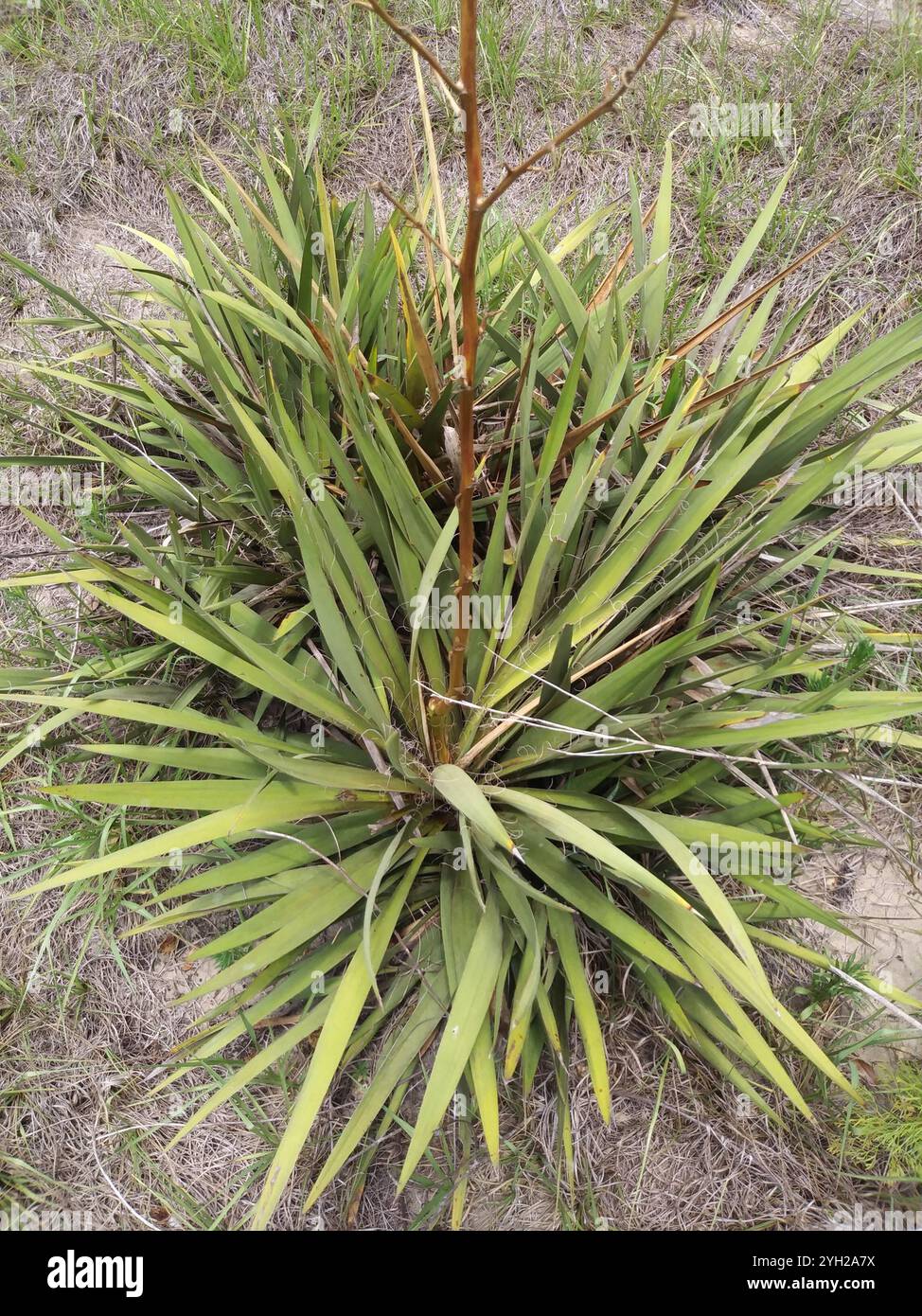 common yucca (Yucca filamentosa Stock Photo - Alamy