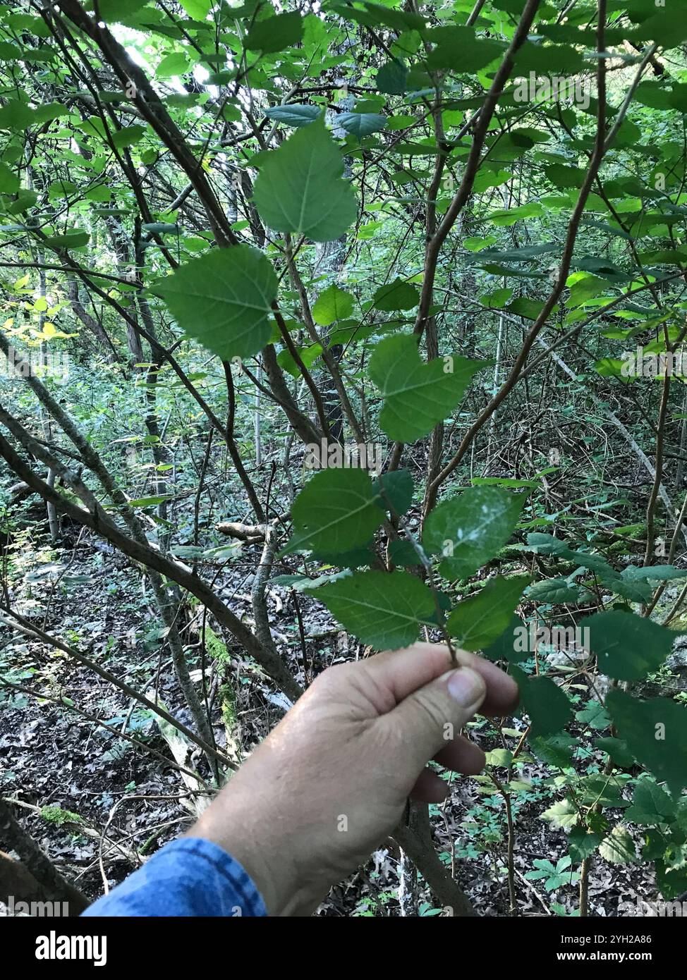 Texas mulberry (Morus microphylla Stock Photo - Alamy