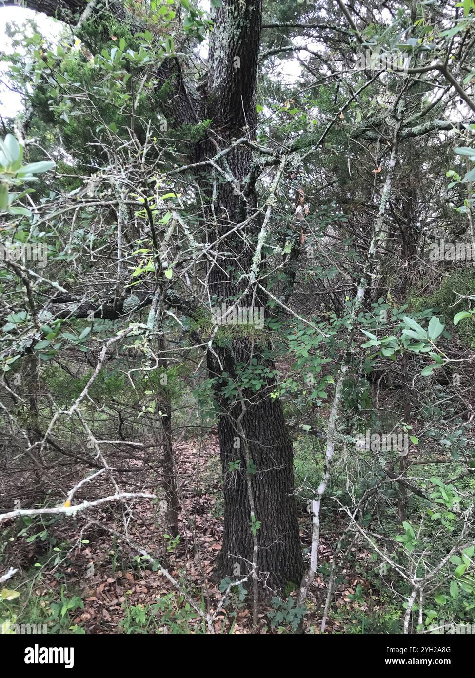 Texas live oak (Quercus fusiformis Stock Photo - Alamy
