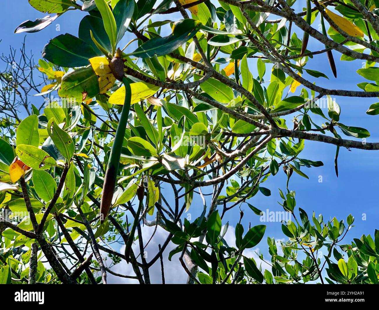 red mangrove (Rhizophora mangle Stock Photo - Alamy