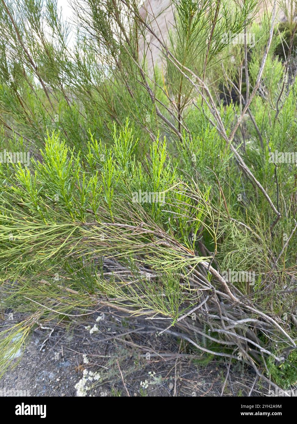 Desert Broom (Baccharis sarothroides Stock Photo - Alamy