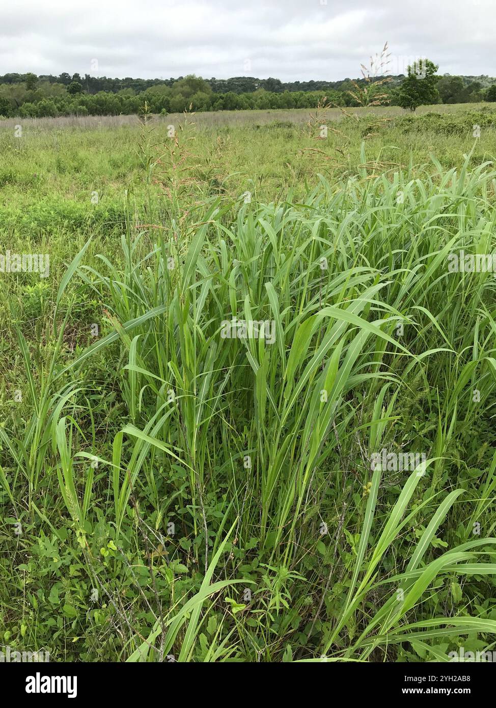 Johnson grass (Sorghum halepense Stock Photo - Alamy