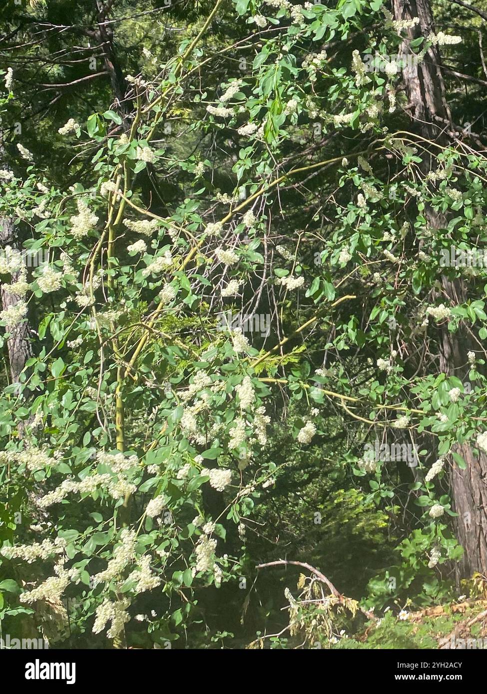 Deerbrush hi-res stock photography and images - Alamy
